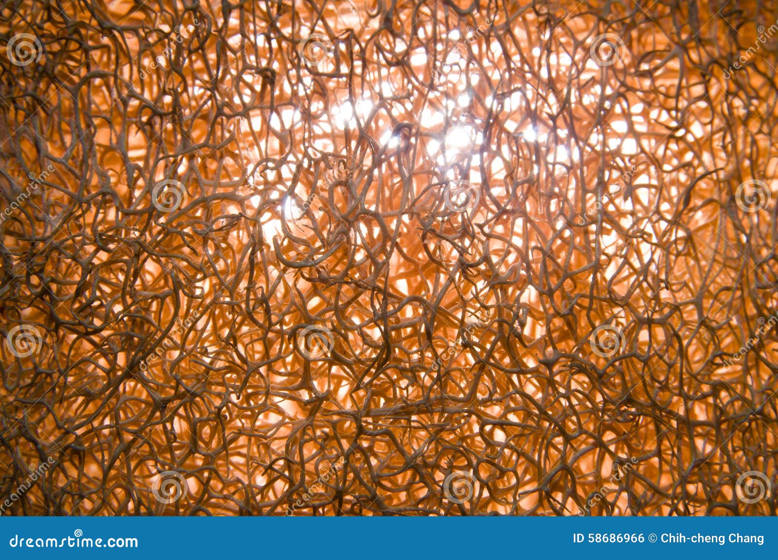 Nature tissue textutre stock photo. Image of nature, light - 58686966