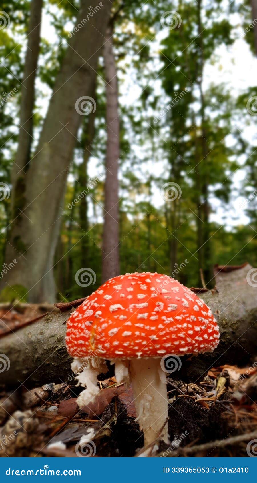 Red Toadstool On A Forest Background. Stock Photography | CartoonDealer ...