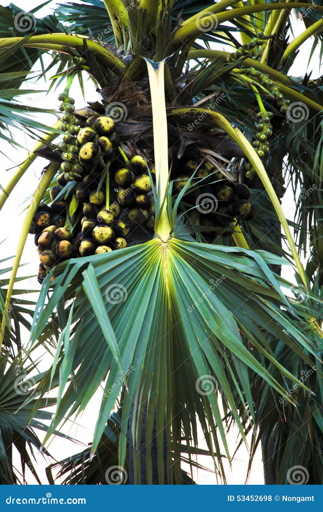 Nature Toddy Palm- and Palmyra- Tree Stock Photo - Image of small ...