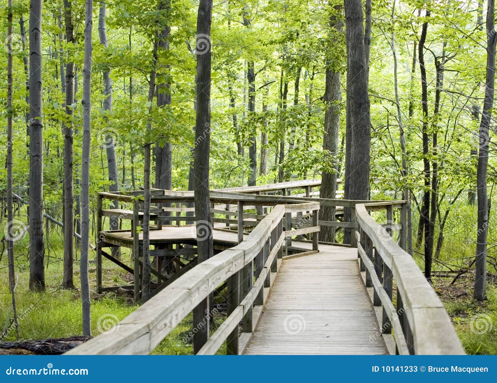 Nature Trail Royalty-Free Stock Photography | CartoonDealer.com #33776489