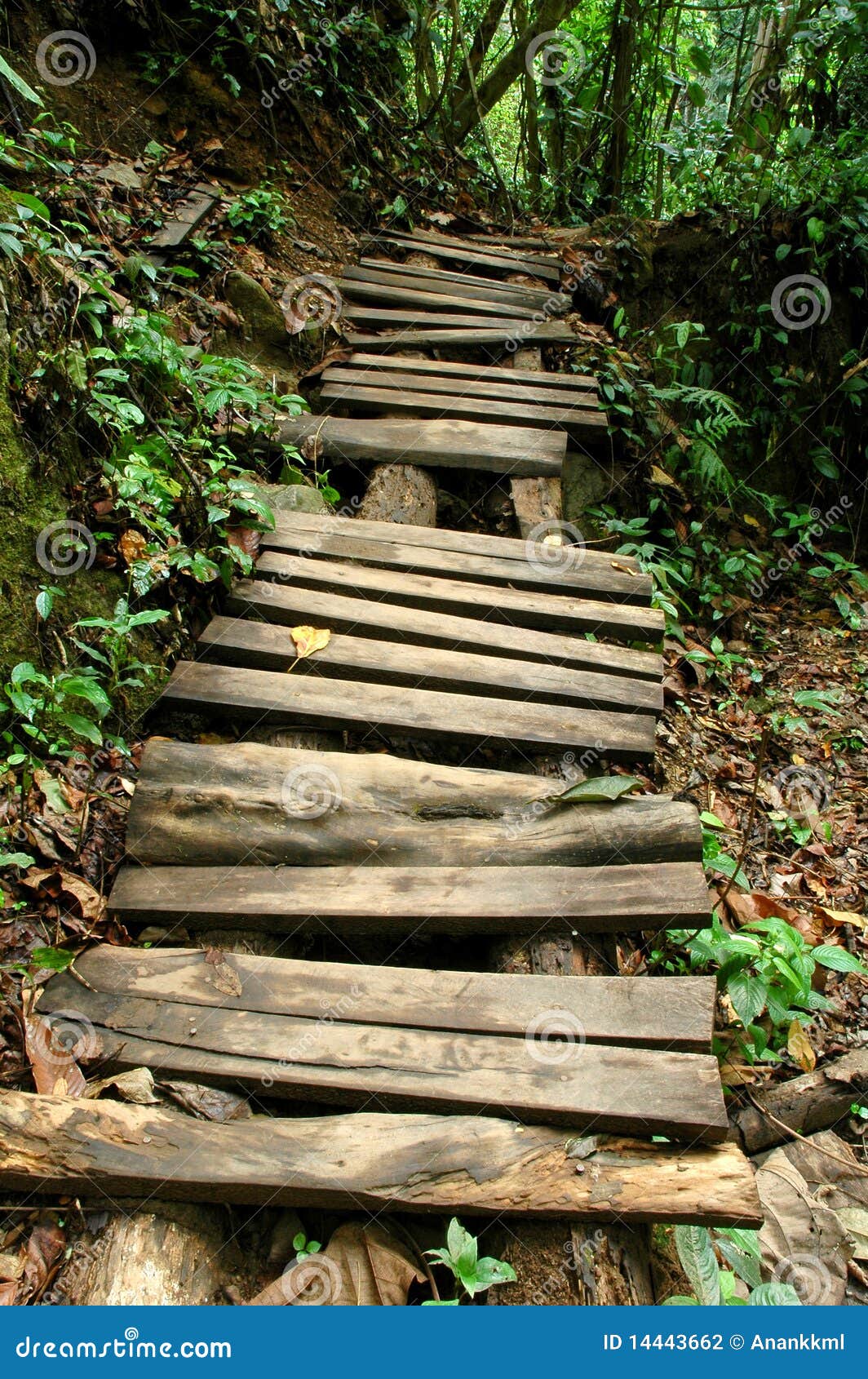 Nature trail stock photo. Image of green, nature, landscape - 14443662