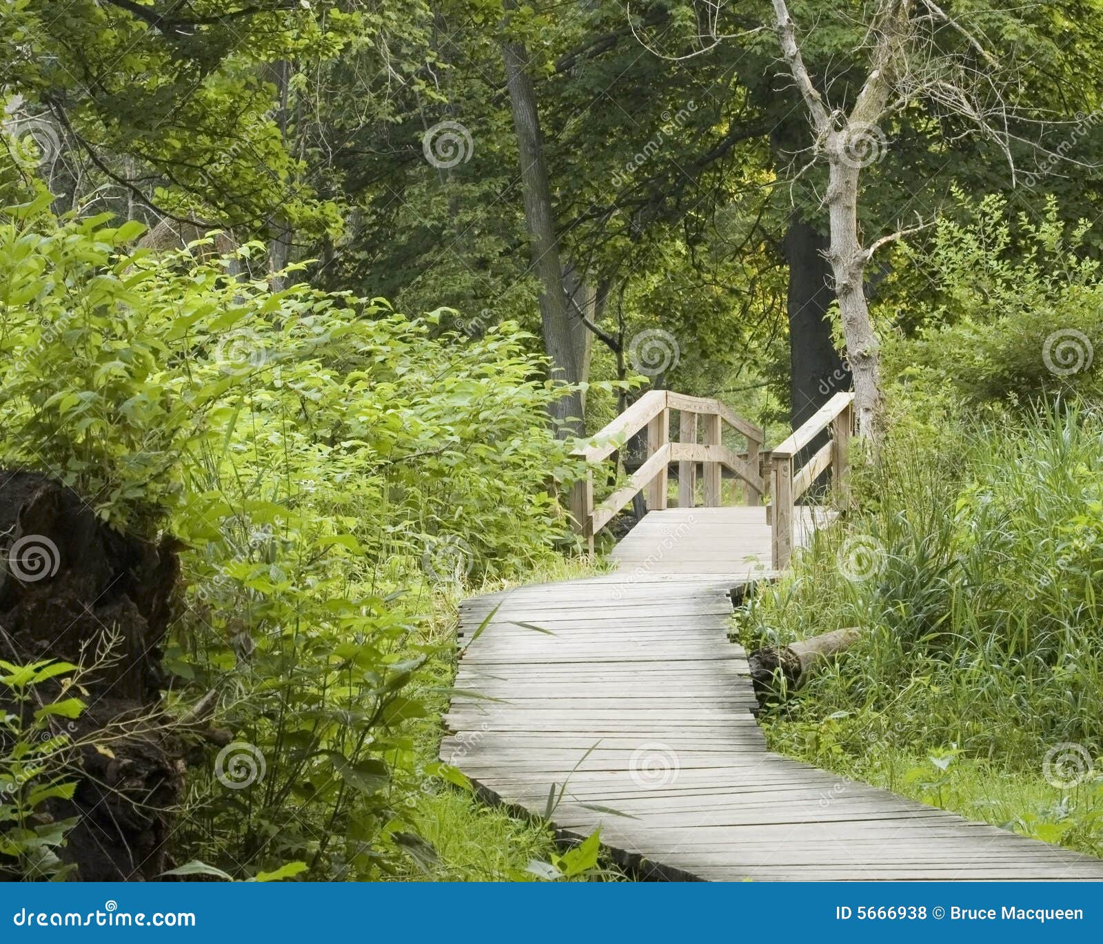 Nature Trail Wildflowers Stock Image | CartoonDealer.com #31130677