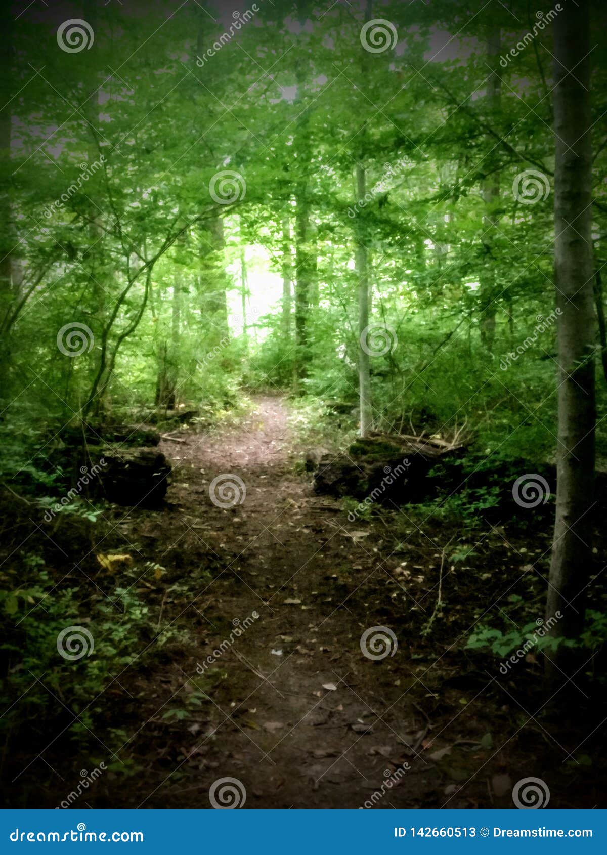 Nature trail stock image. Image of trail, nature, beautiful - 142660513