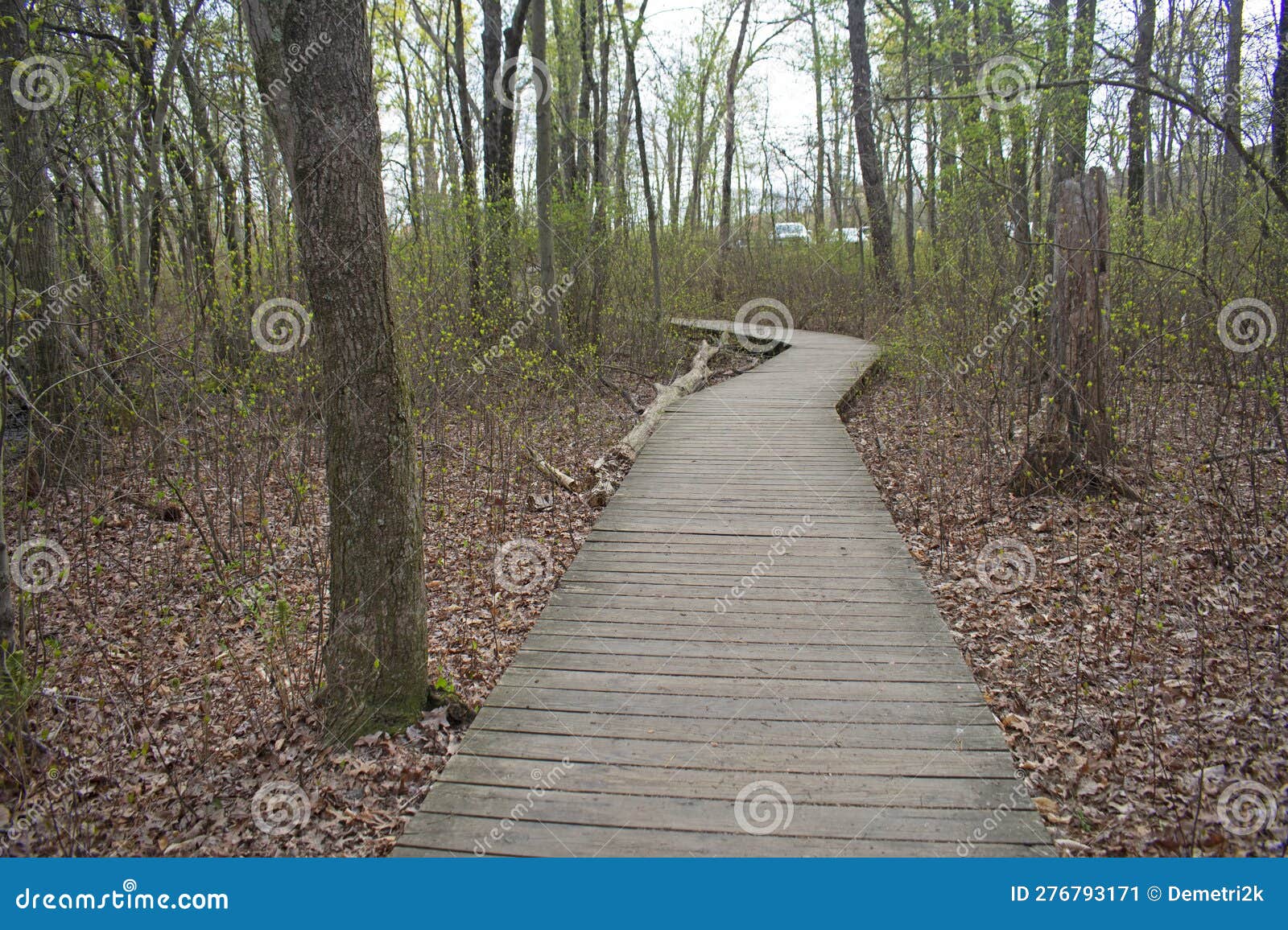 Nature Trail at Big Brook Park -01 Stock Image - Image of park, trunks ...