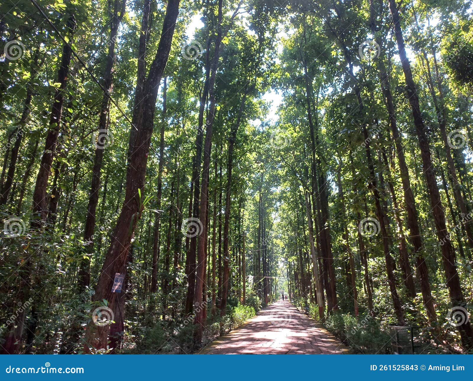 Nature Trail Forest in Nepal Stock Image - Image of autumn, plant ...