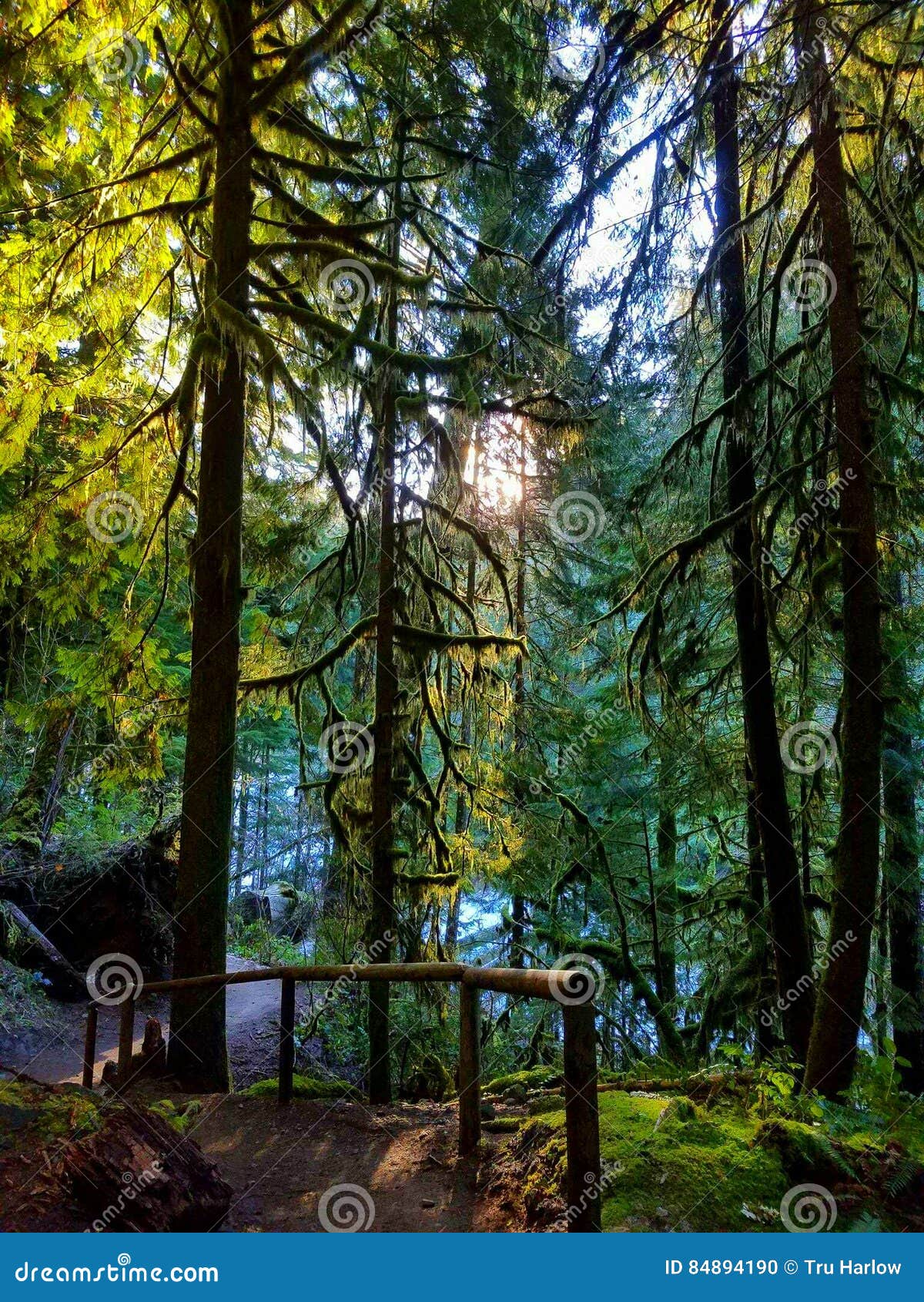 Nature Trail in Oregon Forest Stock Photo - Image of lush, oregon: 84894190
