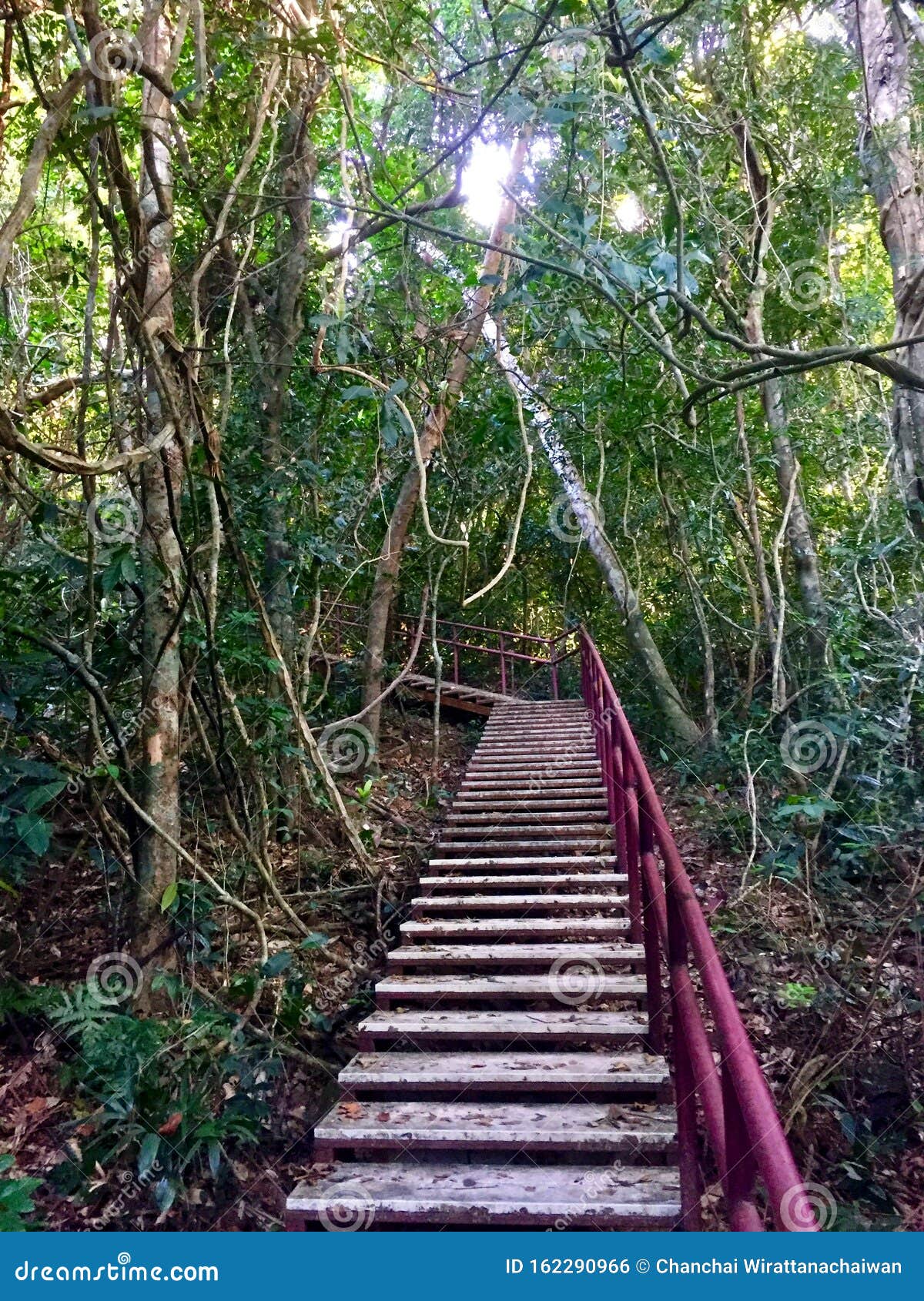 Nature Trail Surrounded by Green Tree and Vine Stock Photo - Image of ...