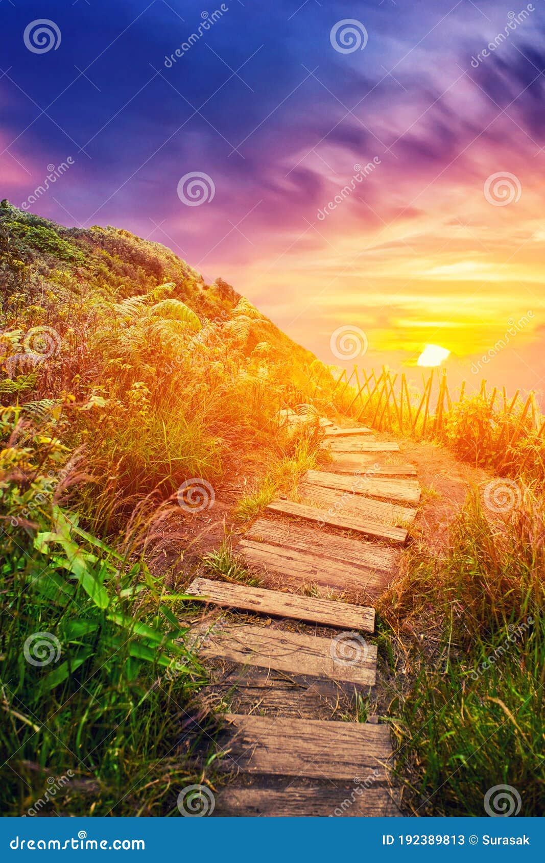 A Detail of and Close Up Nature Trail Walk Way Stock Image - Image of ...