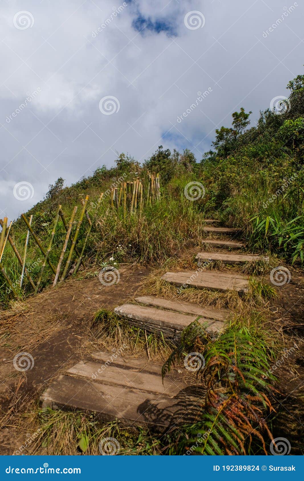 A Detail of and Close Up Nature Trail Walk Way Stock Photo - Image of ...