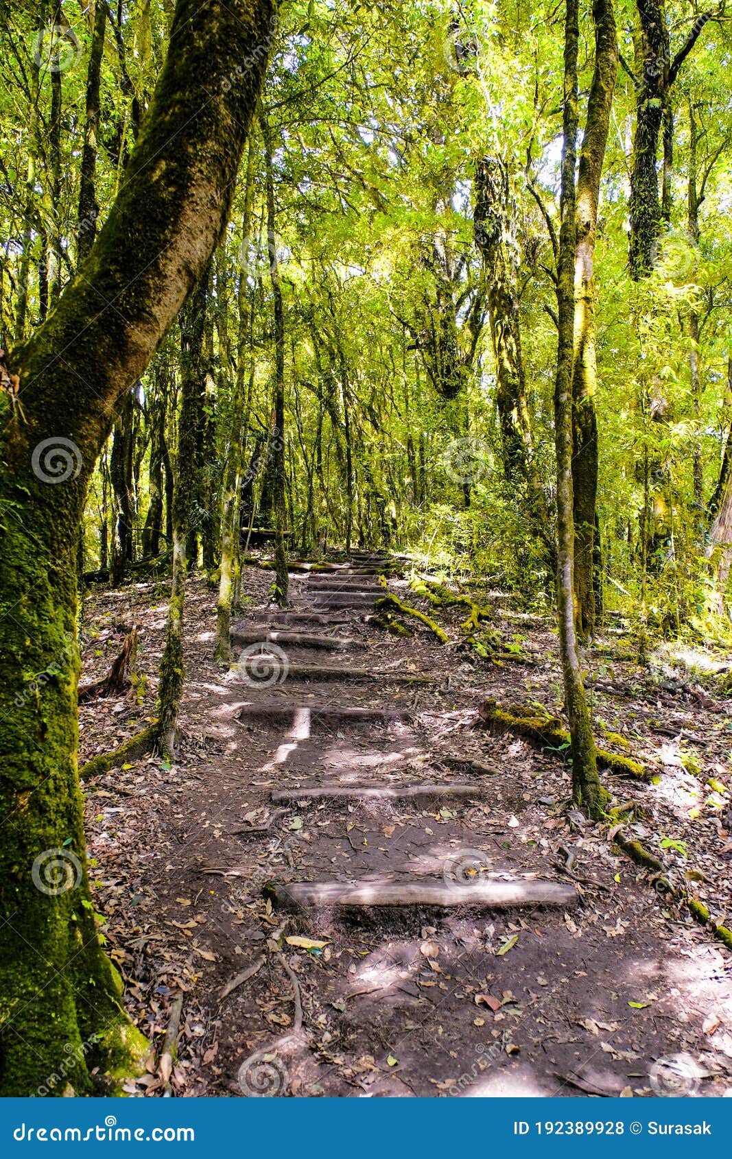 A Detail of and Close Up Nature Trail Walk Way Stock Photo - Image of ...