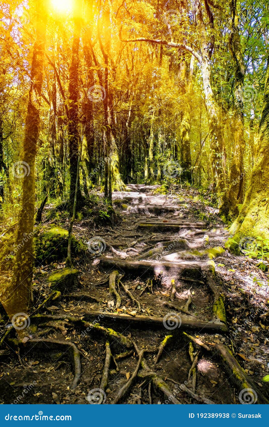 A Detail of and Close Up Nature Trail Walk Way Stock Photo - Image of ...