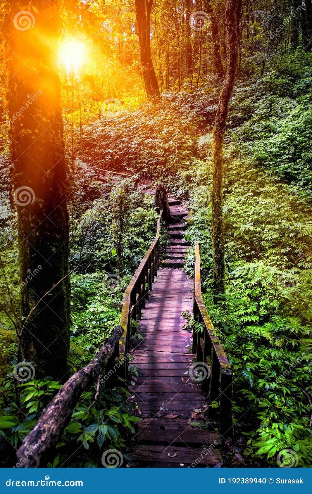 A Detail of and Close Up Nature Trail Walk Way Stock Photo - Image of ...