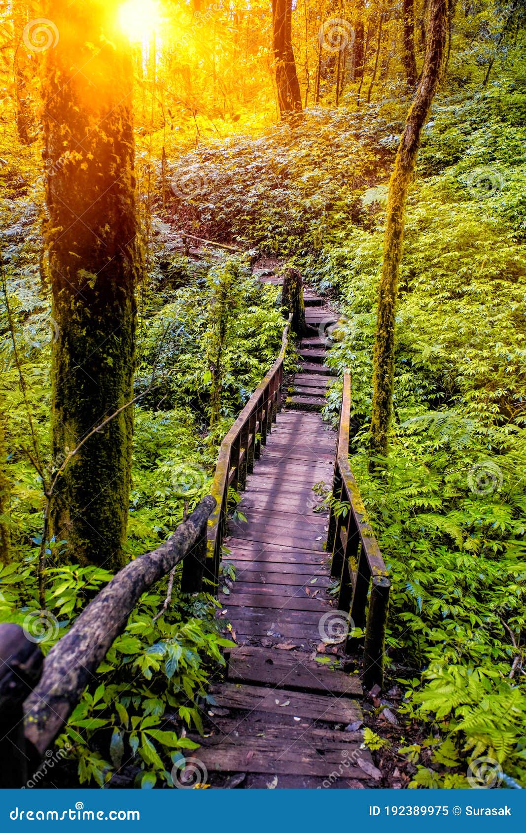 A Detail of and Close Up Nature Trail Walk Way Stock Image - Image of ...