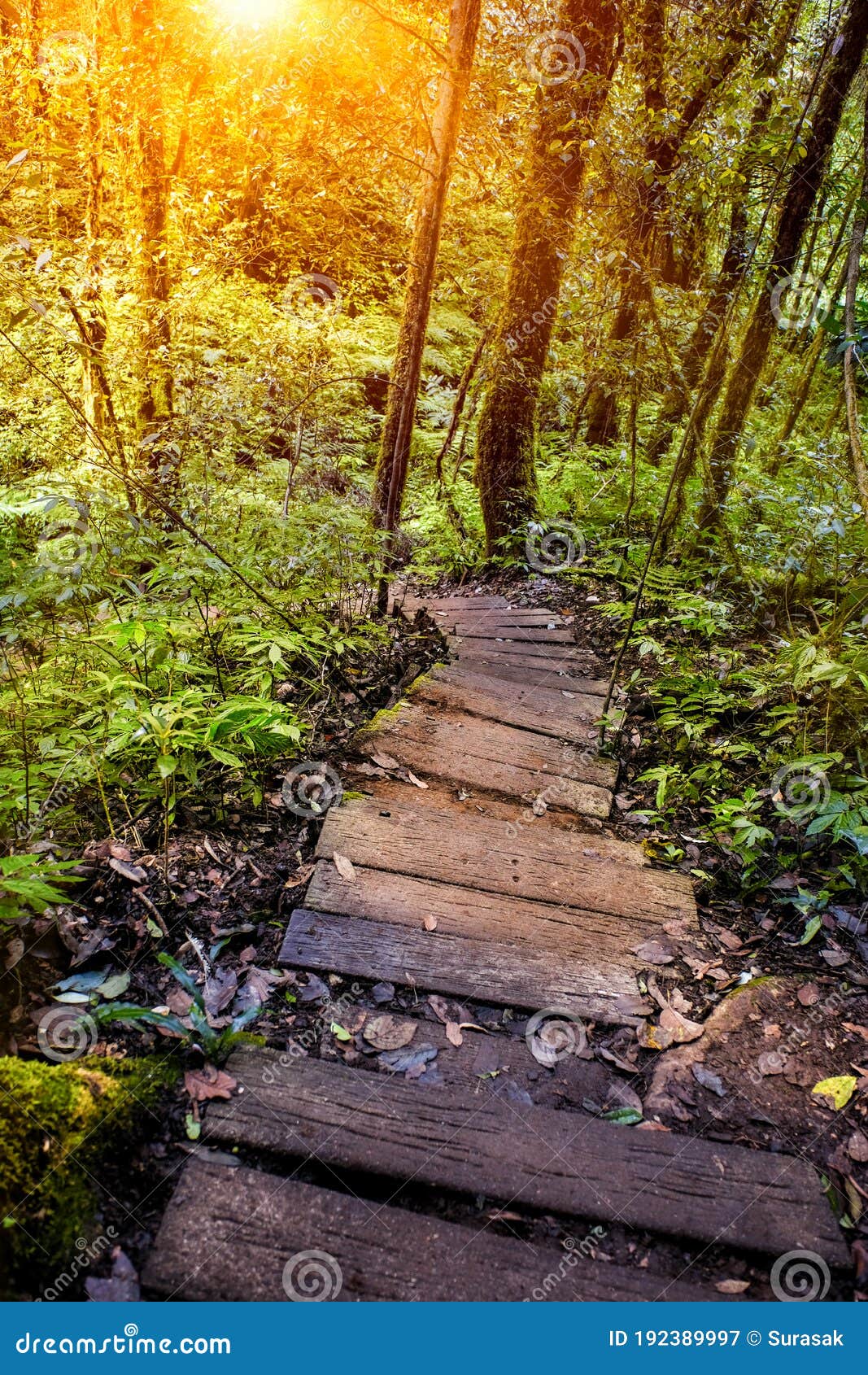 A Detail of and Close Up Nature Trail Walk Way Stock Image - Image of ...