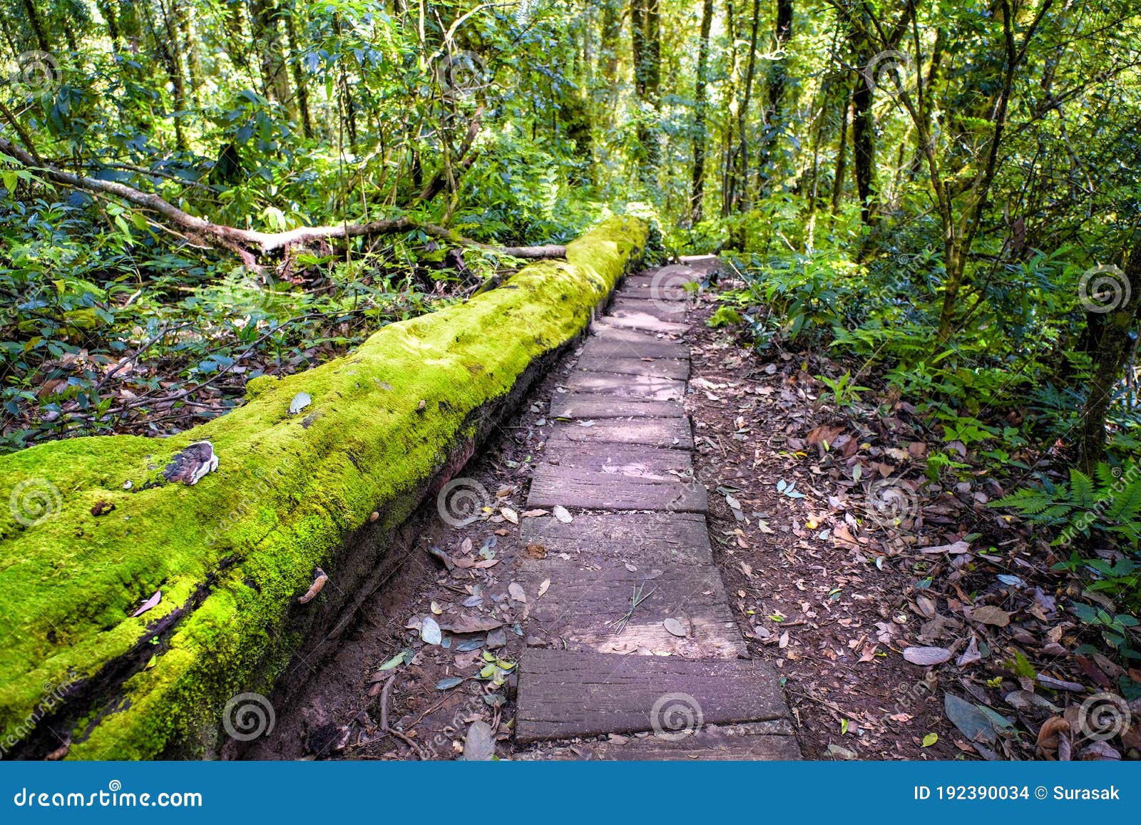 A Detail of and Close Up Nature Trail Walk Way Stock Photo - Image of ...