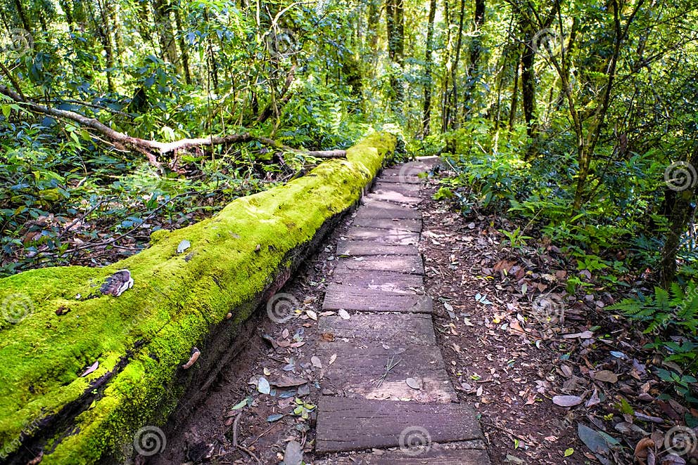 A Detail of and Close Up Nature Trail Walk Way Stock Photo - Image of ...