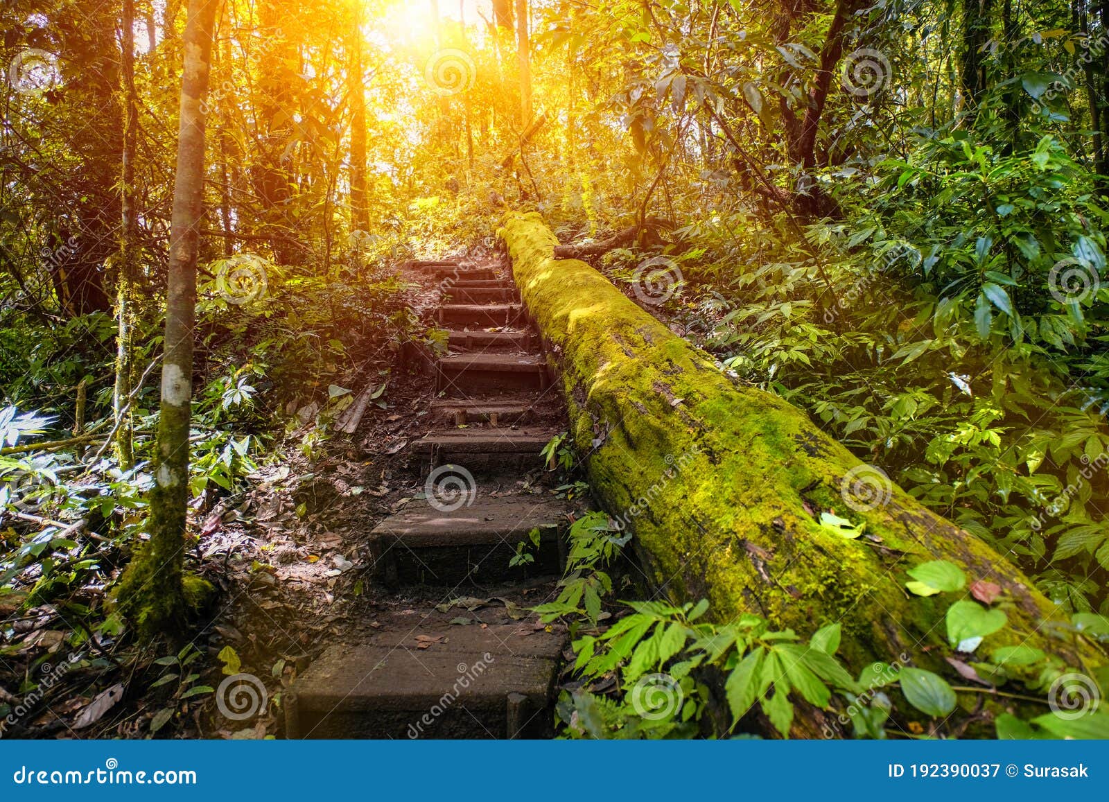 A Detail of and Close Up Nature Trail Walk Way Stock Image - Image of ...