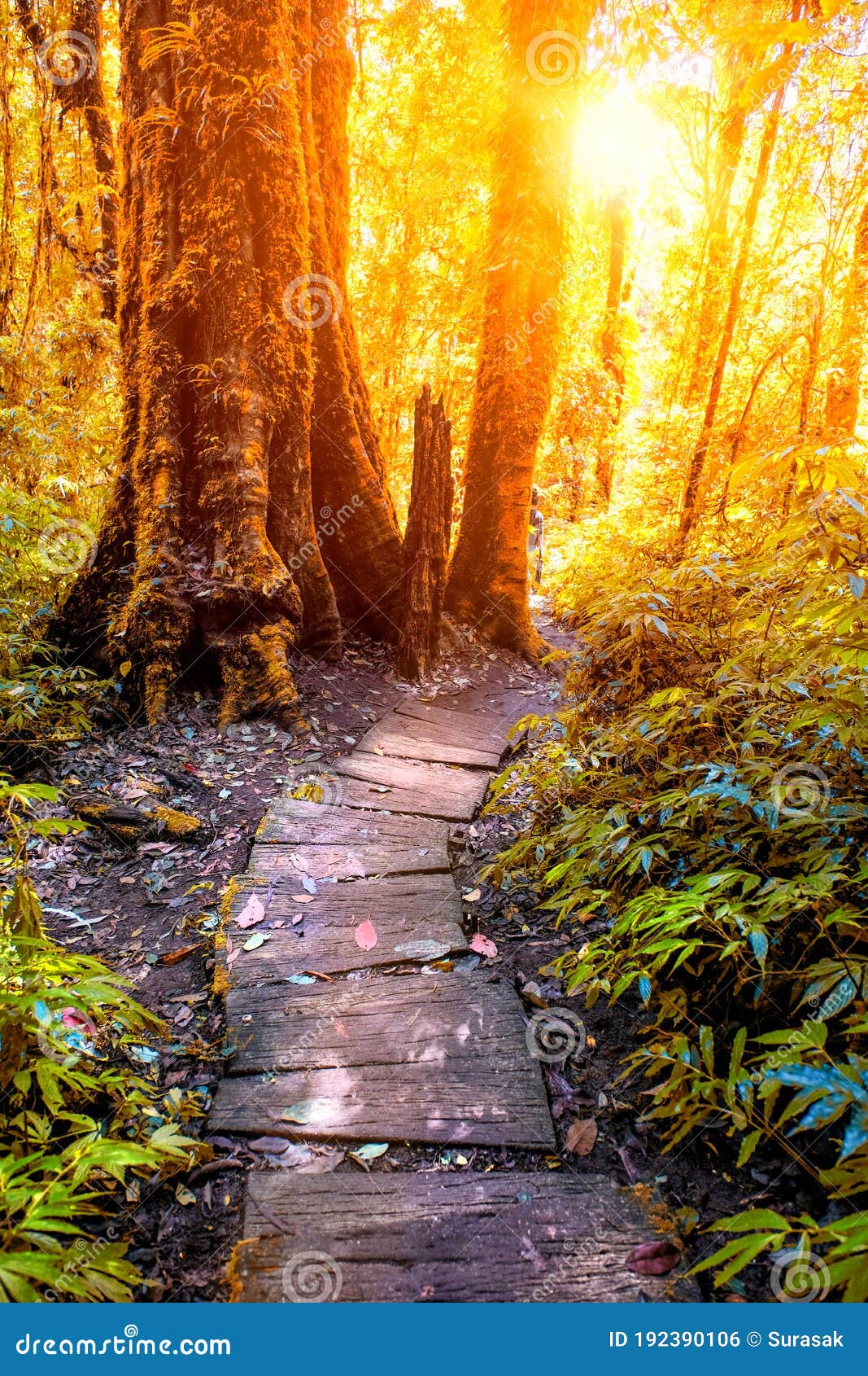 A Detail of and Close Up Nature Trail Walk Way Stock Photo - Image of ...