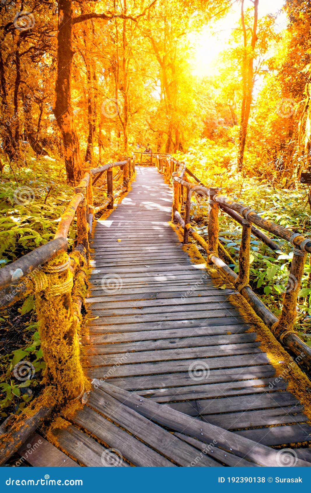 A Detail of and Close Up Nature Trail Walk Way Stock Photo - Image of ...
