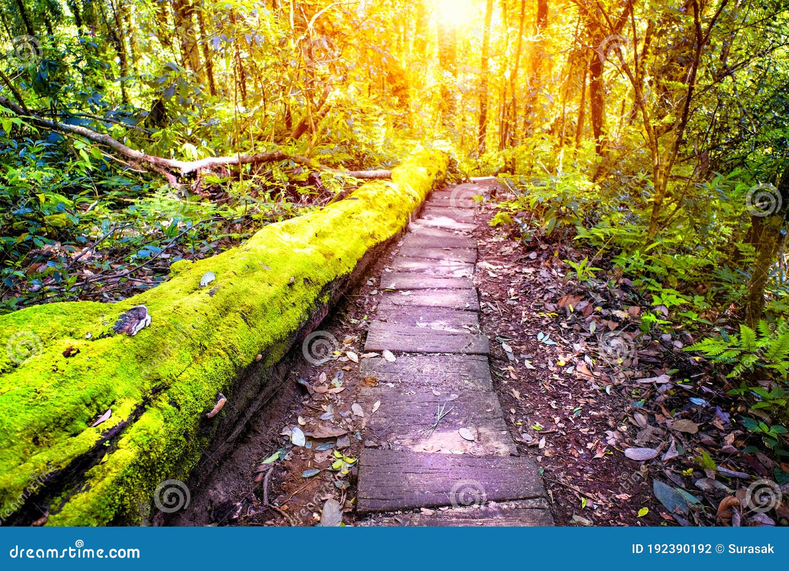 A Detail of and Close Up Nature Trail Walk Way Stock Photo - Image of ...