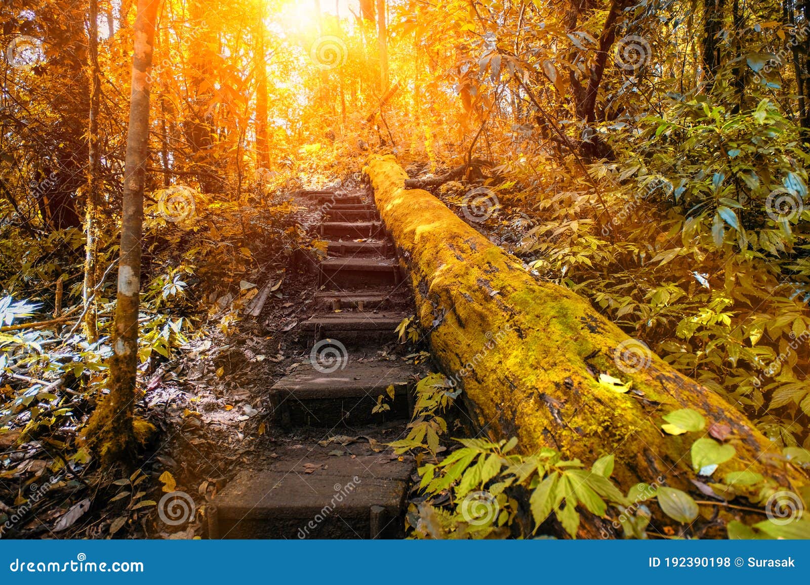 A Detail of and Close Up Nature Trail Walk Way Stock Photo - Image of ...