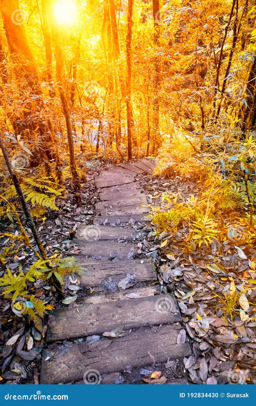Detail and Close Up of Nature Trail Walk Way Stock Photo - Image of ...