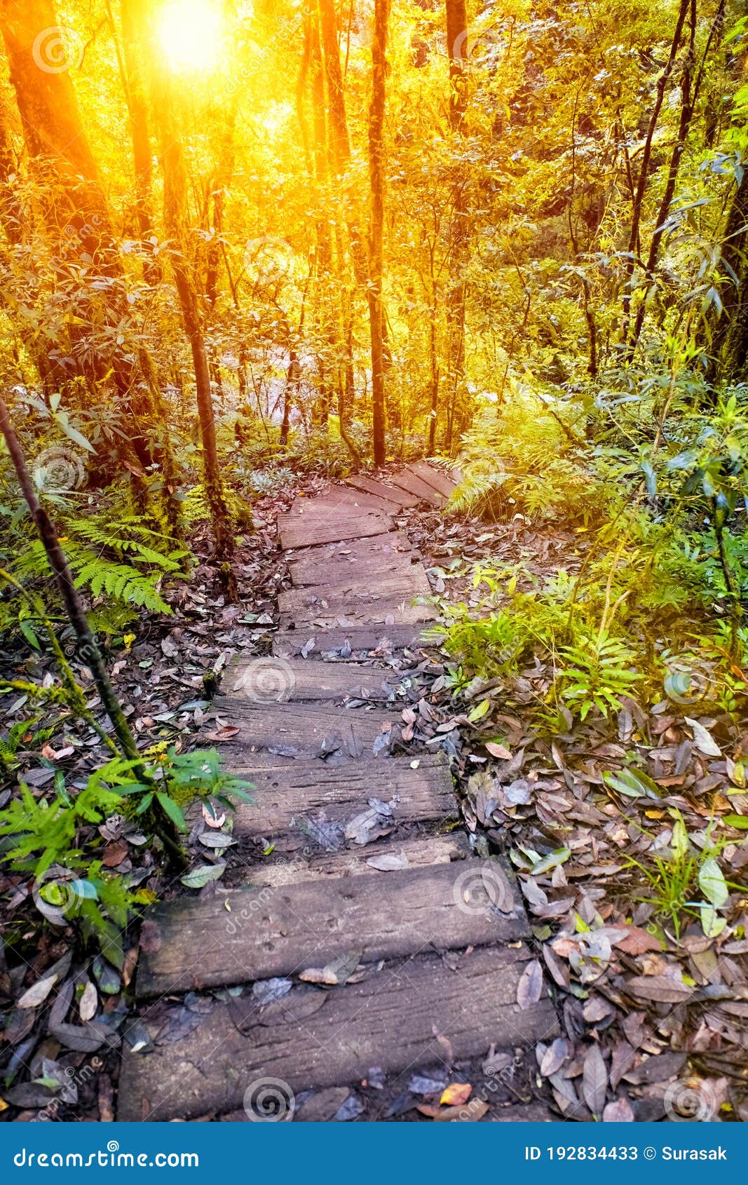 Detail and Close Up of Nature Trail Walk Way Stock Image - Image of ...