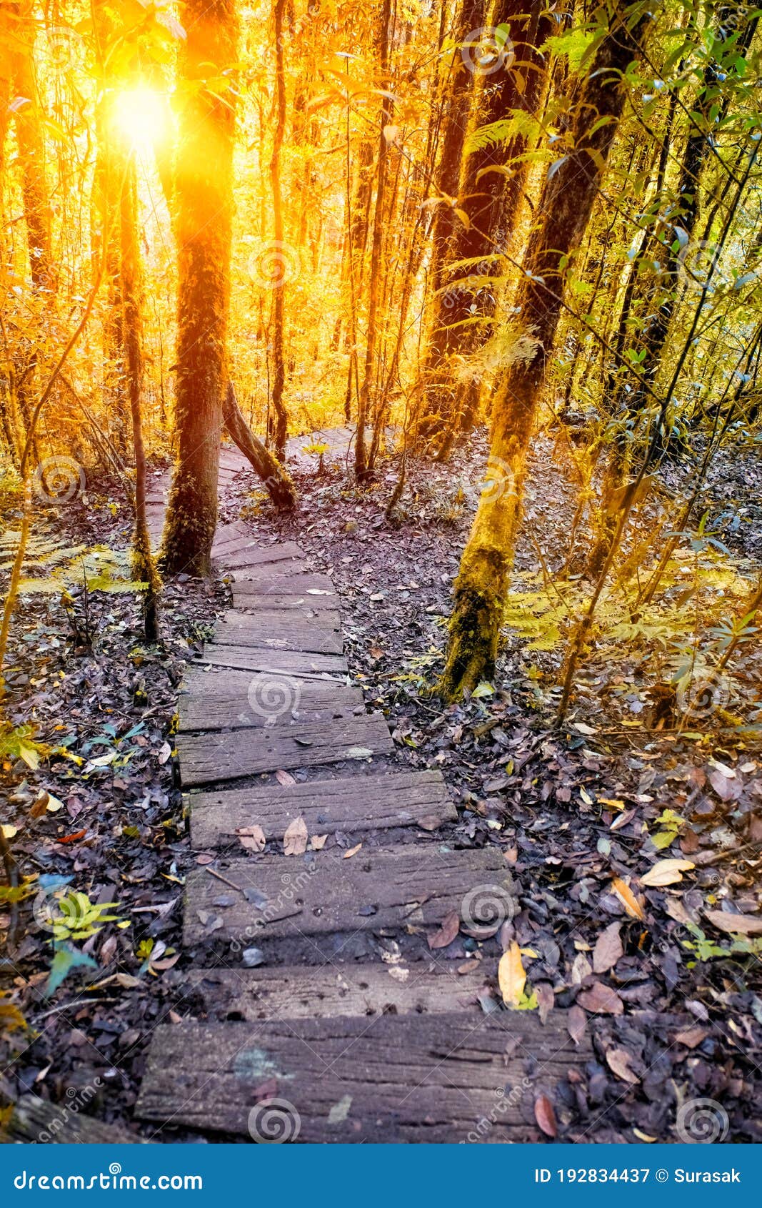 Detail and Close Up of Nature Trail Walk Way Stock Image - Image of ...