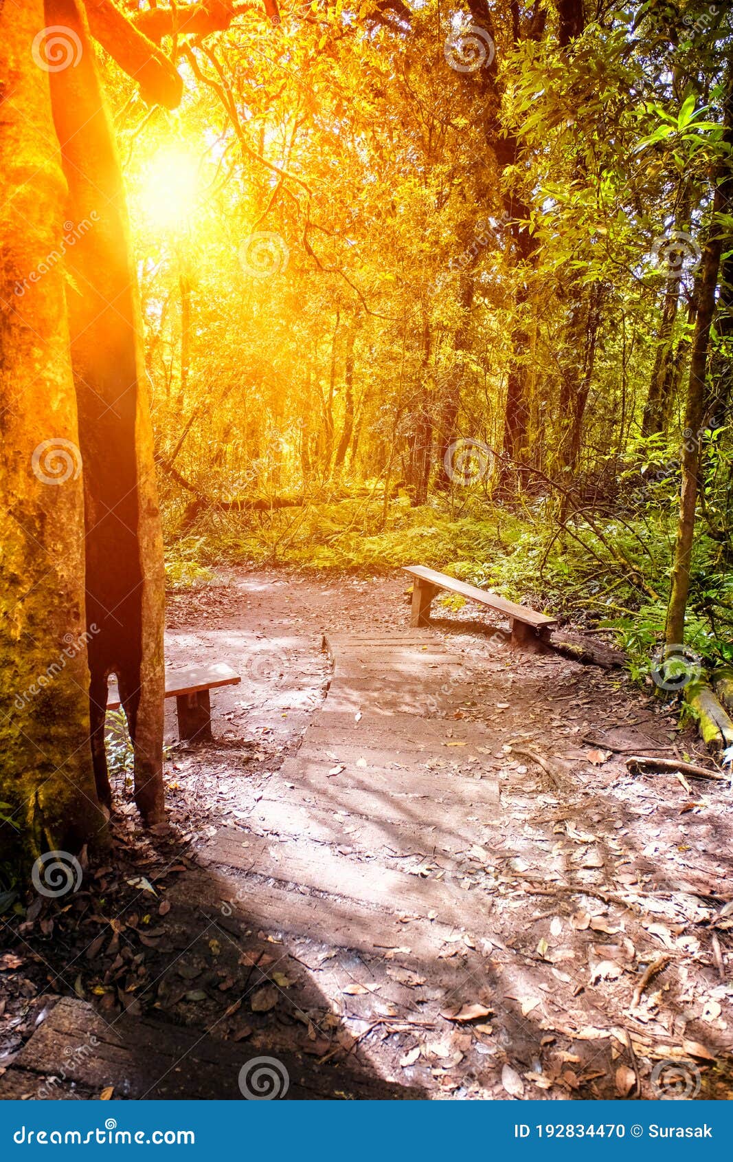 Detail and Close Up of Nature Trail Walk Way Stock Photo - Image of ...
