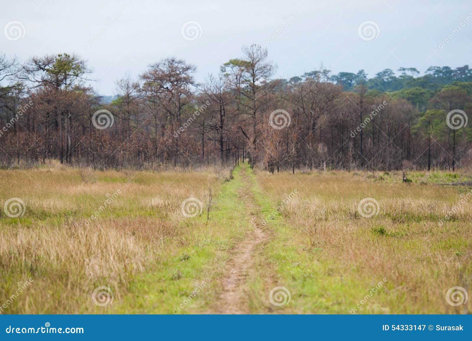 Nature trail stock image. Image of bright, forest, lush - 54333147