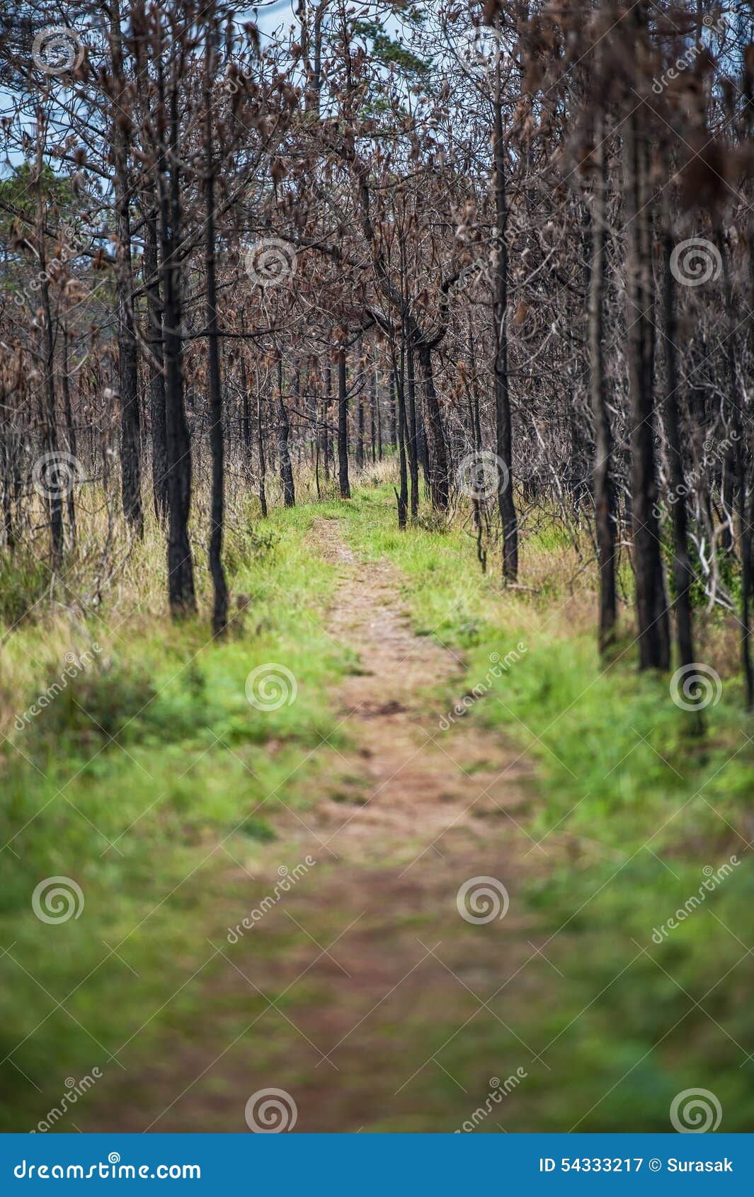 Nature trail stock image. Image of dawn, park, hiking - 54333217
