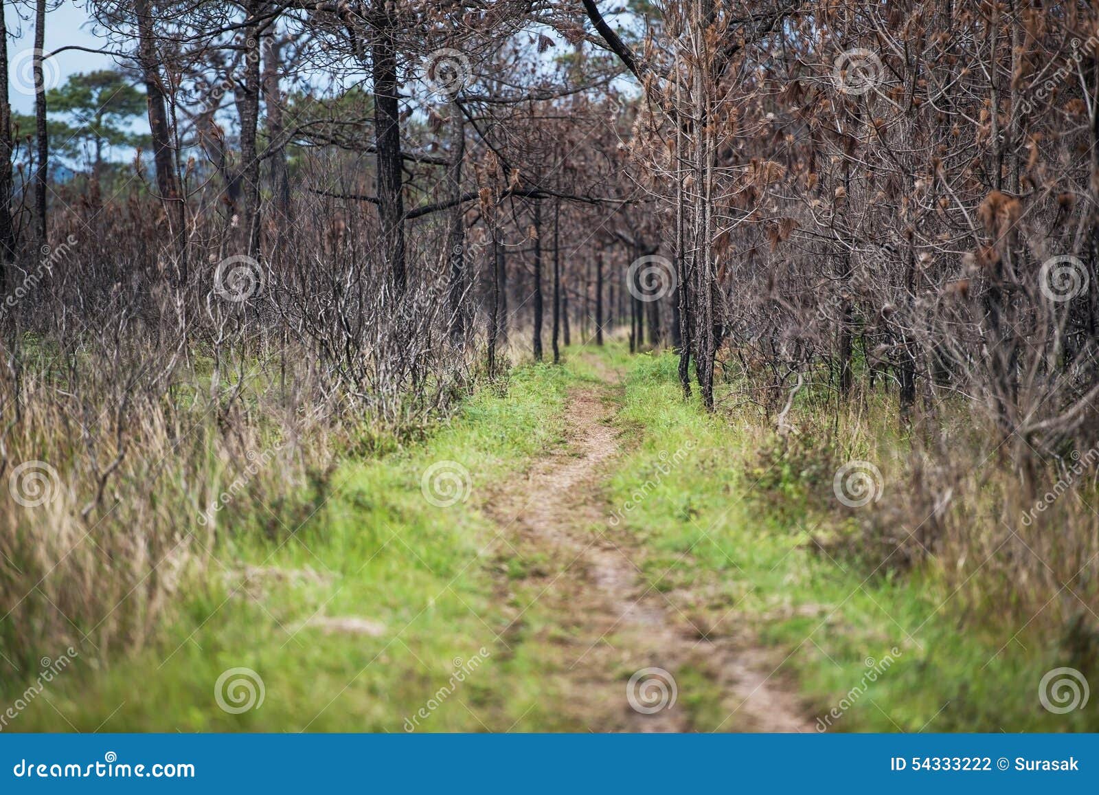 Nature trail stock photo. Image of park, mountain, hiking - 54333222