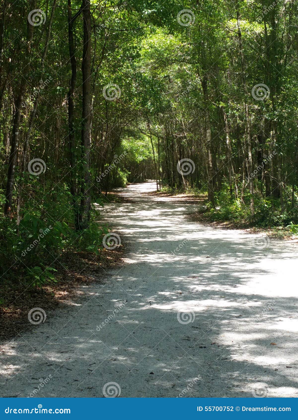 Nature Trail Wooded Path Winding Road Stock Photo - Image of road ...