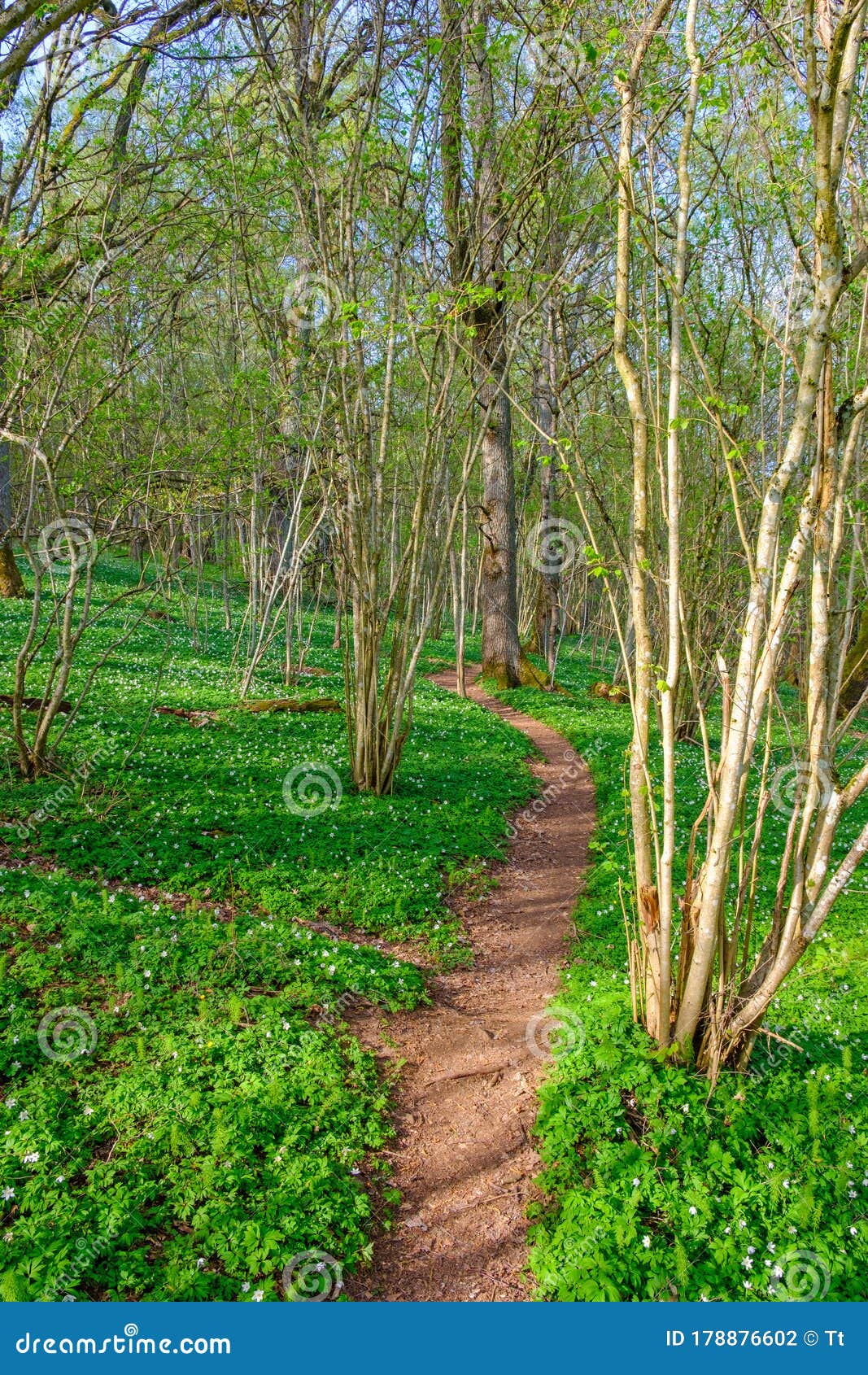 Nature Trail in the Woodlands at Spring Stock Photo - Image of ...
