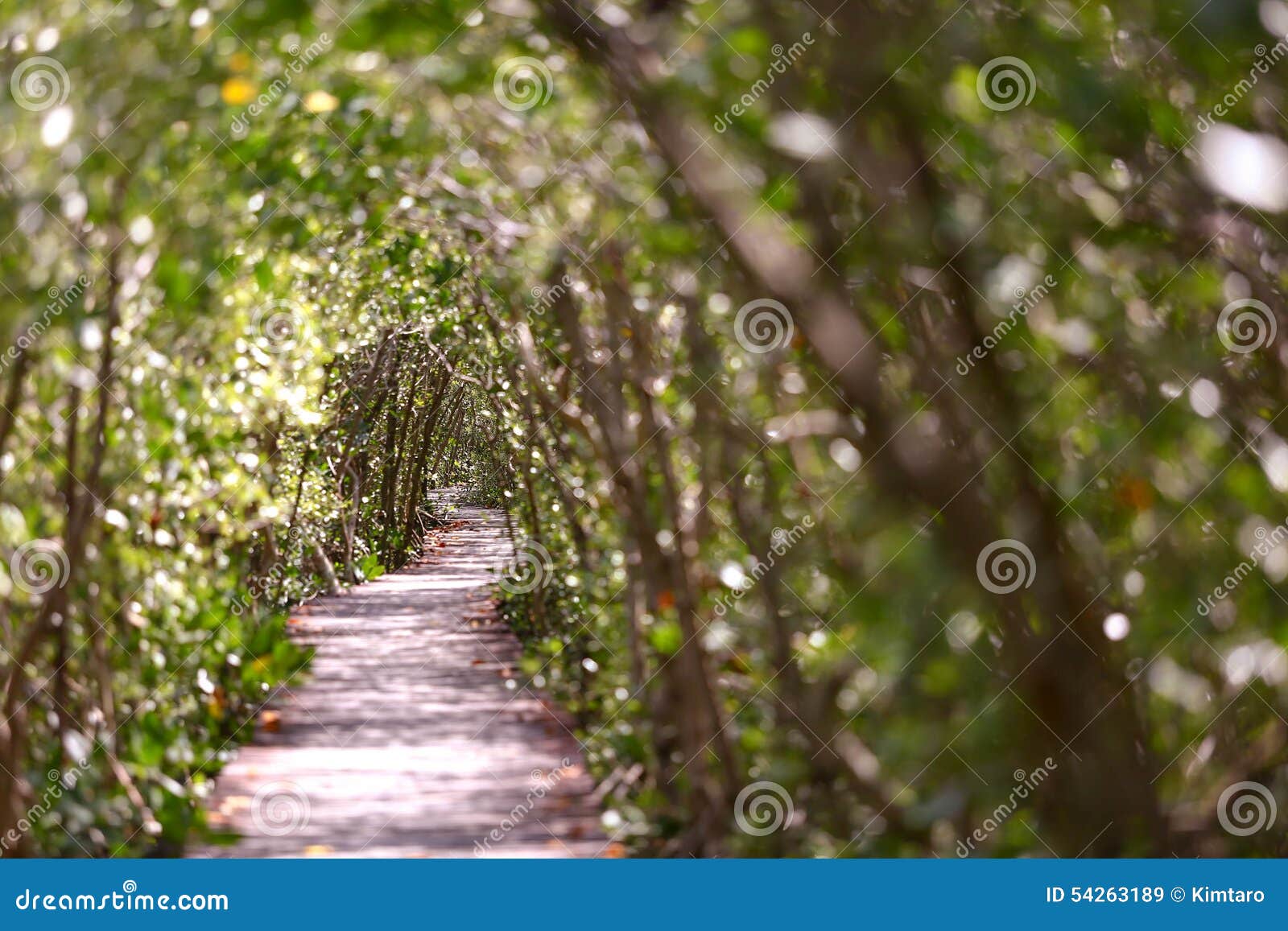 Nature Trails In The National Park. Stock Photography | CartoonDealer ...
