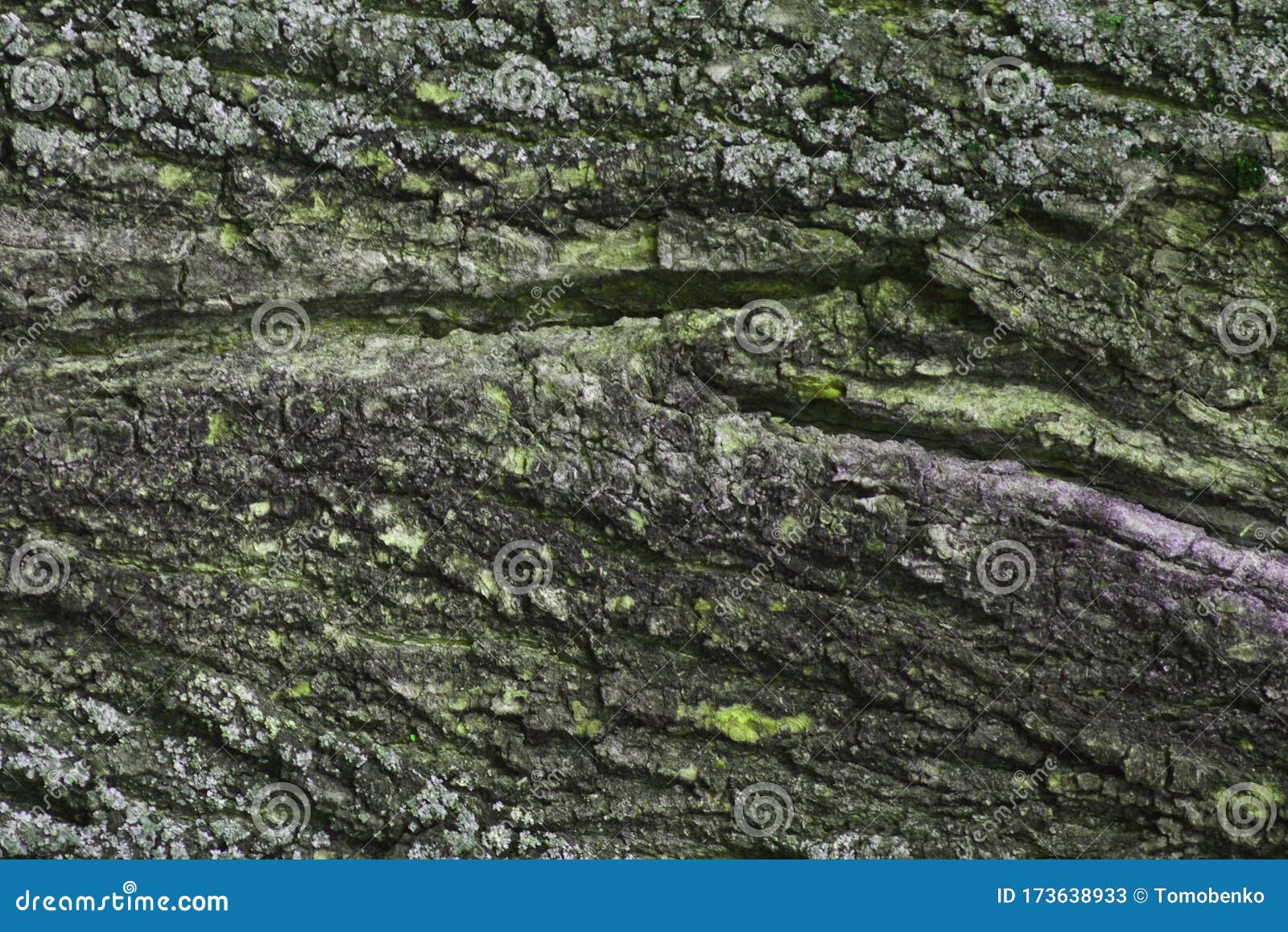 Nature Tree Bark Color Pattern Background Wall Picture Stock Image ...