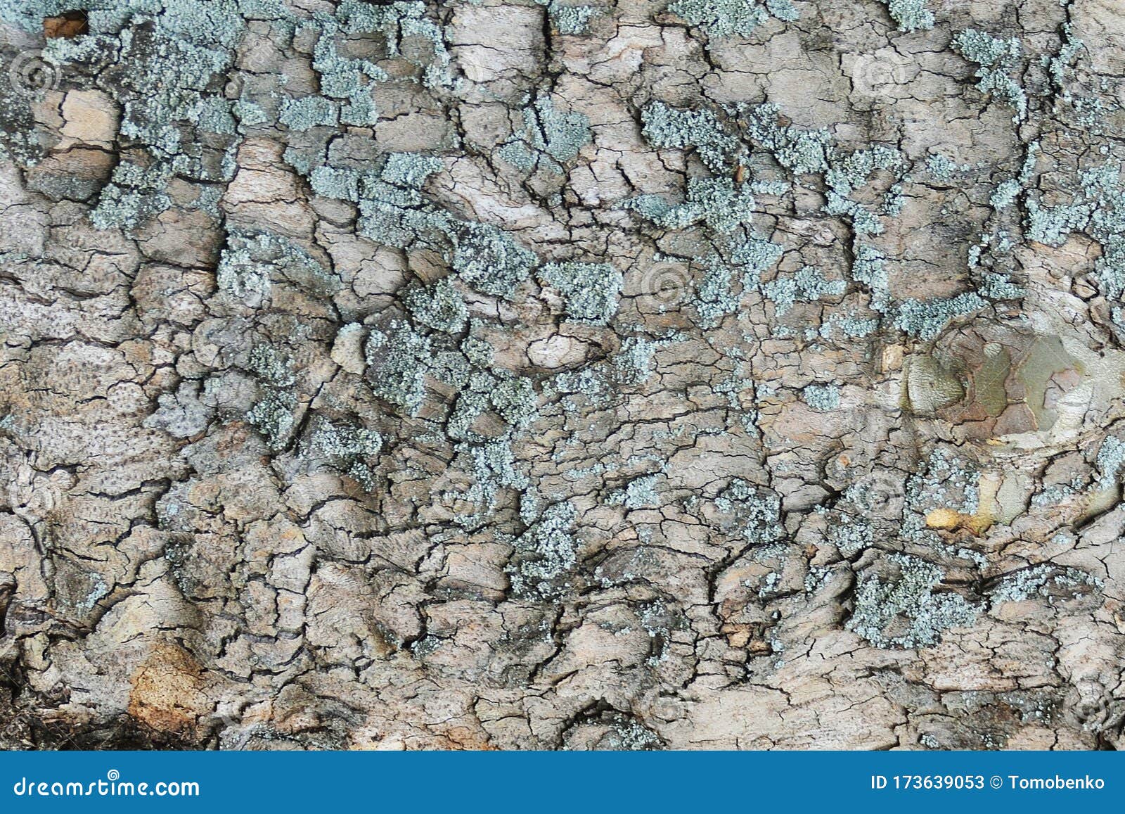 Nature Tree Bark Color Pattern Background Wall Picture Stock Image ...