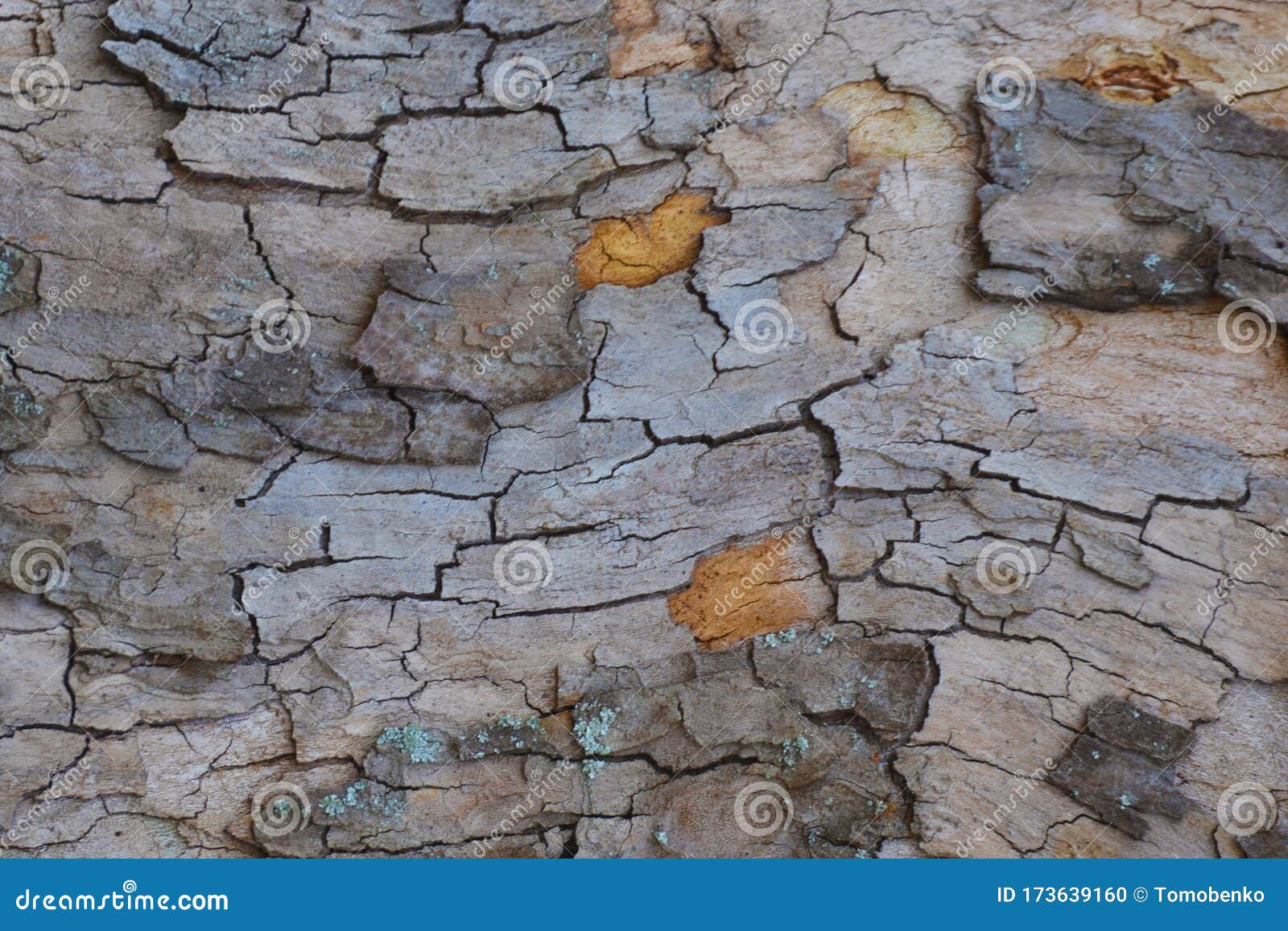Nature Tree Bark Color Pattern Background Wall Picture Stock Photo ...
