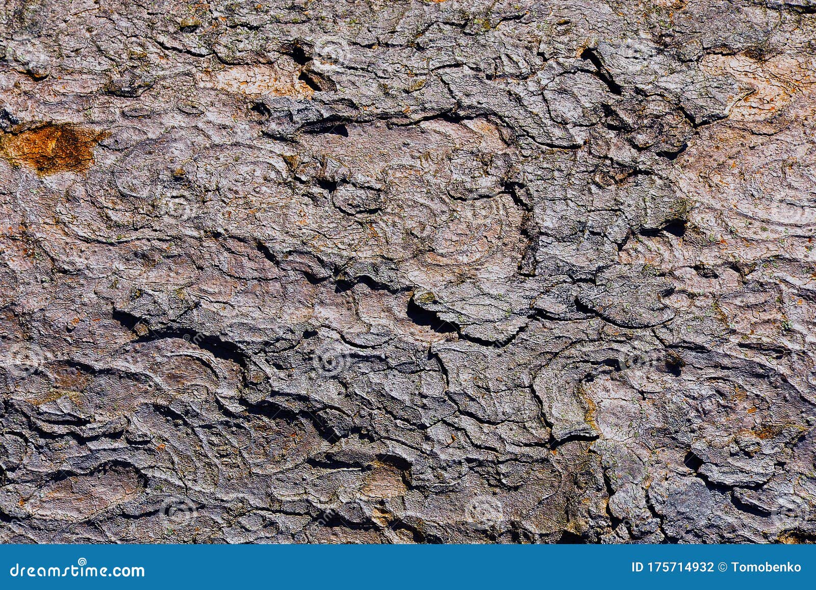 Nature Tree Bark Color Pattern Background Wall Picture Stock Photo ...