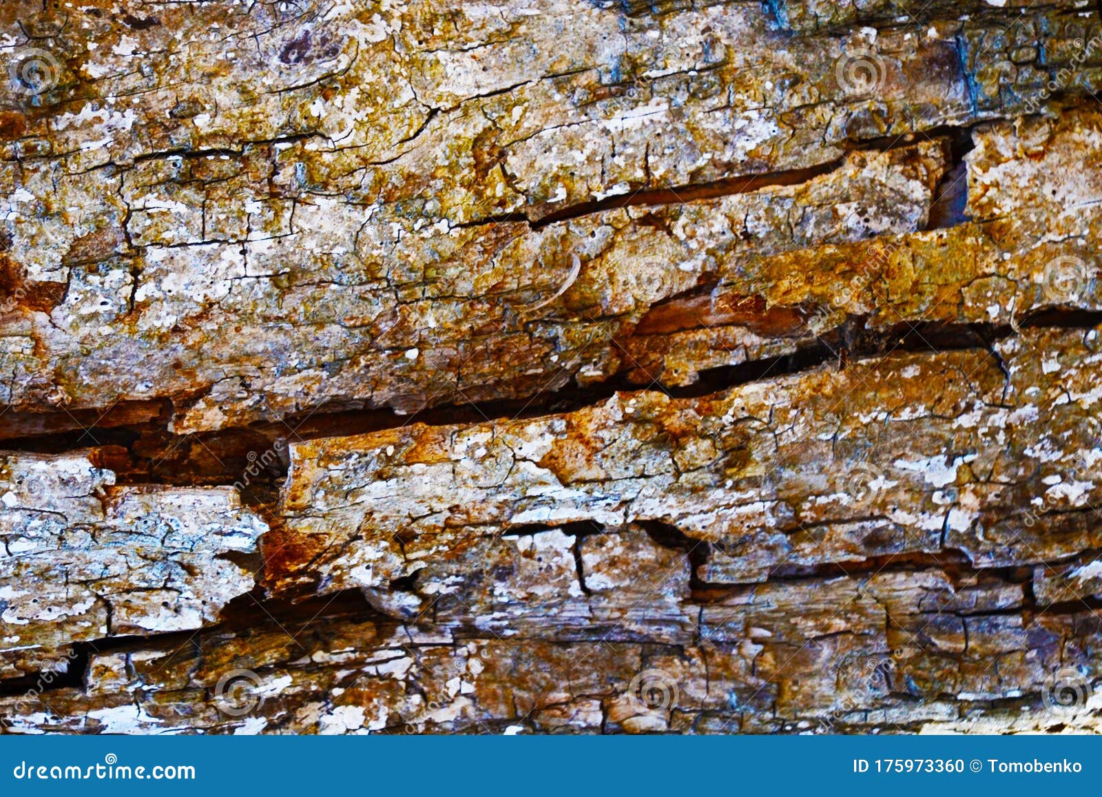 Nature Tree Bark Color Pattern Background Wall Picture Stock Photo ...