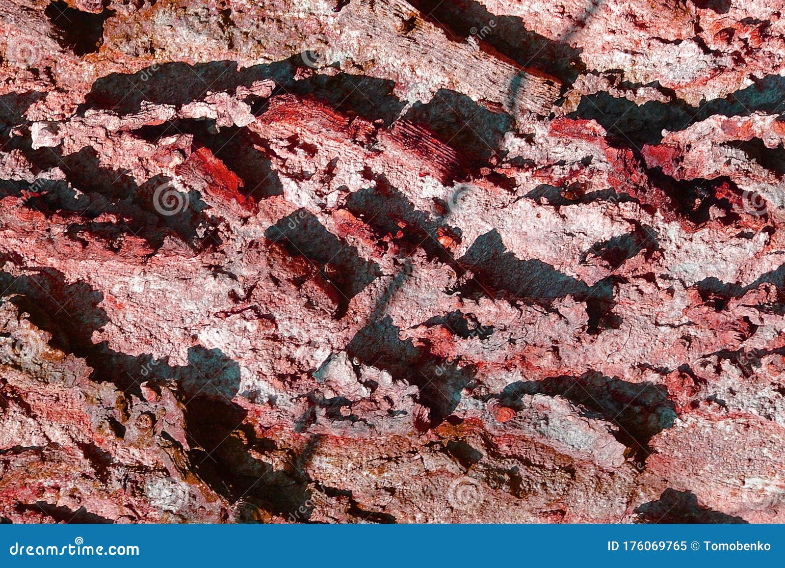 Nature Tree Bark Color Pattern Background Wall Picture Stock Image ...