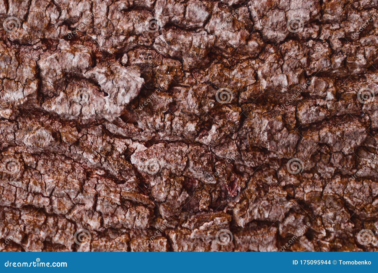 Nature Tree Bark Color Pattern Background Wall Picture Stock Photo ...