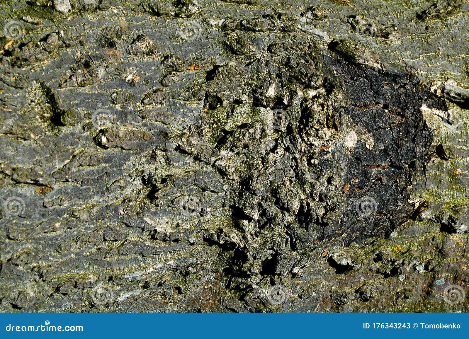 Nature Tree Bark Color Pattern Background Wall Picture Stock Image ...