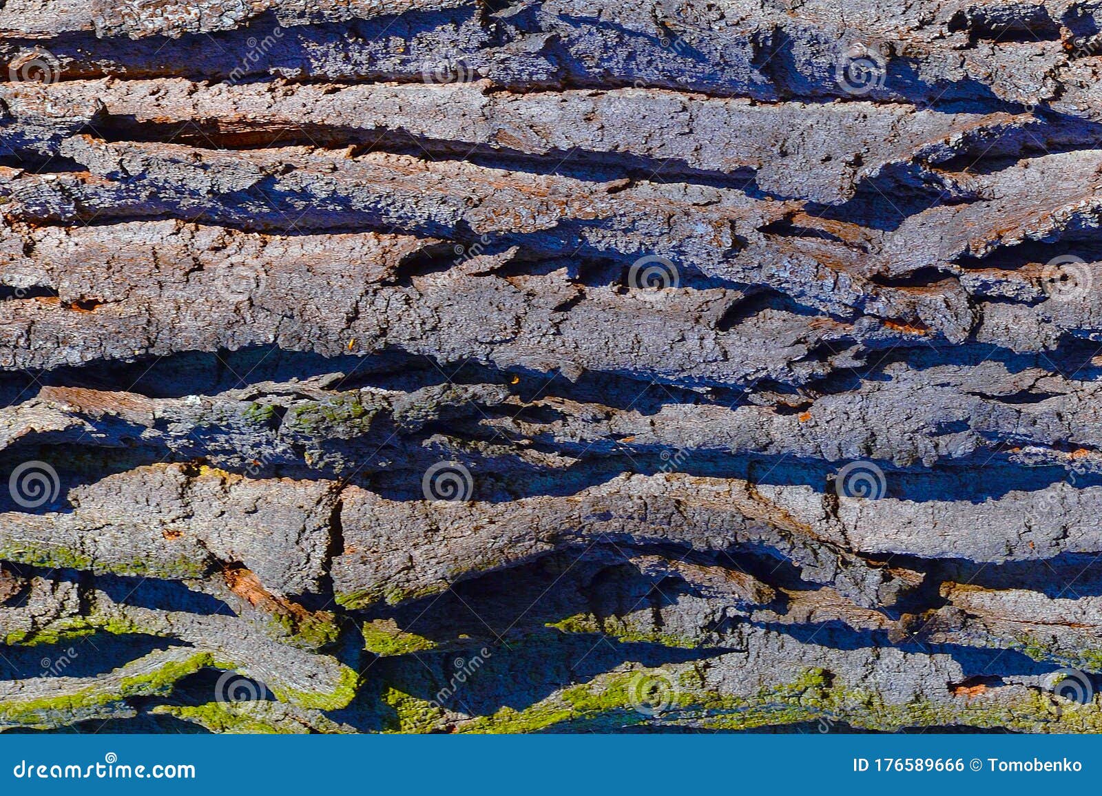 Nature Tree Bark Color Pattern Background Wall Picture Stock Photo ...