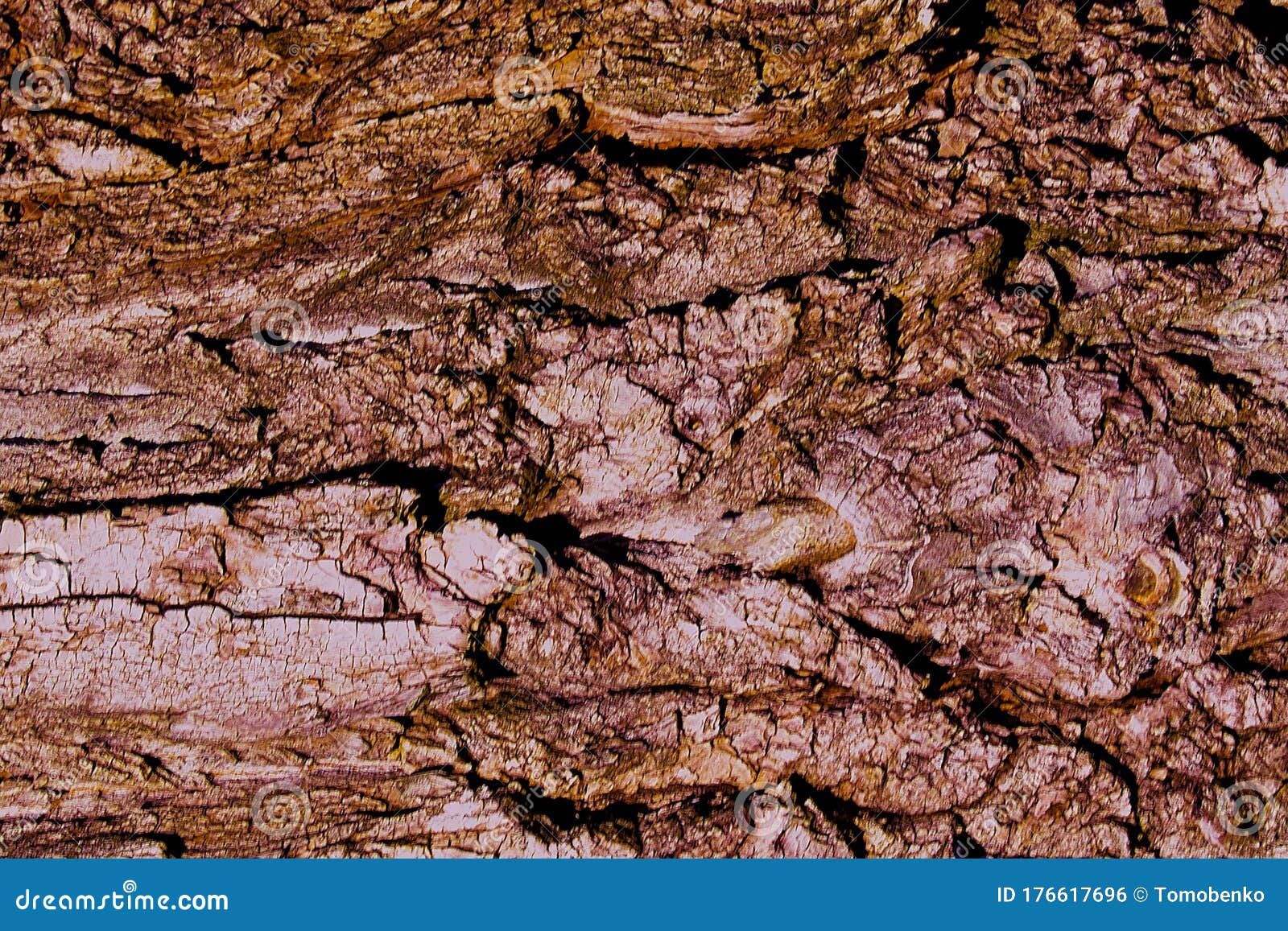 Nature Tree Bark Color Pattern Background Wall Picture Stock Photo ...
