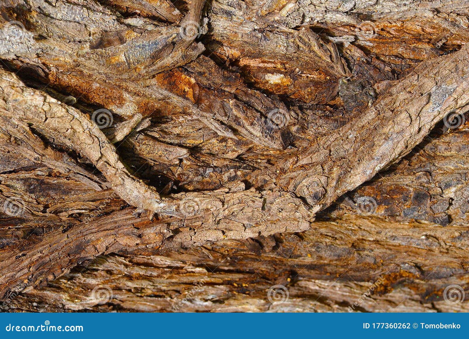 Nature Tree Bark Color Pattern Background Wall Picture Stock Photo ...