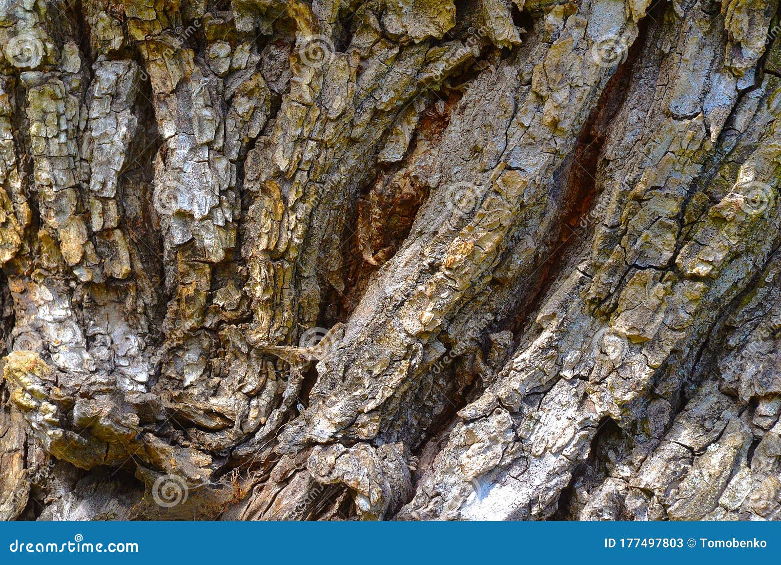 Nature Tree Bark Color Pattern Background Wall Picture Stock Image ...