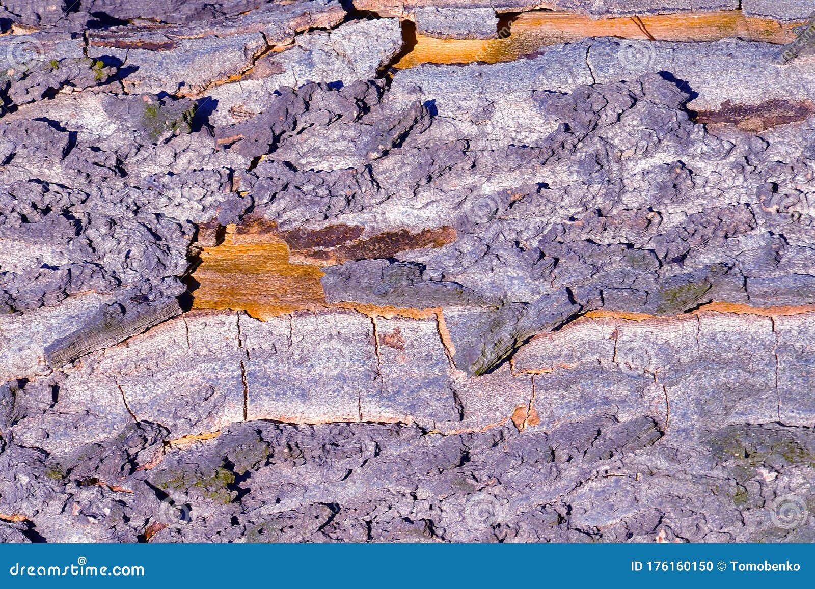 Nature Tree Bark Color Pattern Background Wall Picture Stock Photo ...