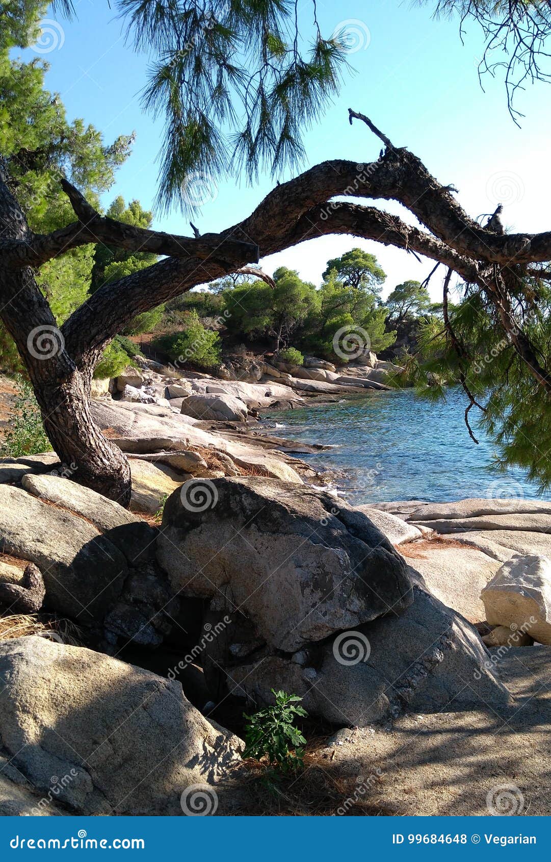 Trees and Rocks at the Beach Stock Photo - Image of blue, vocations ...