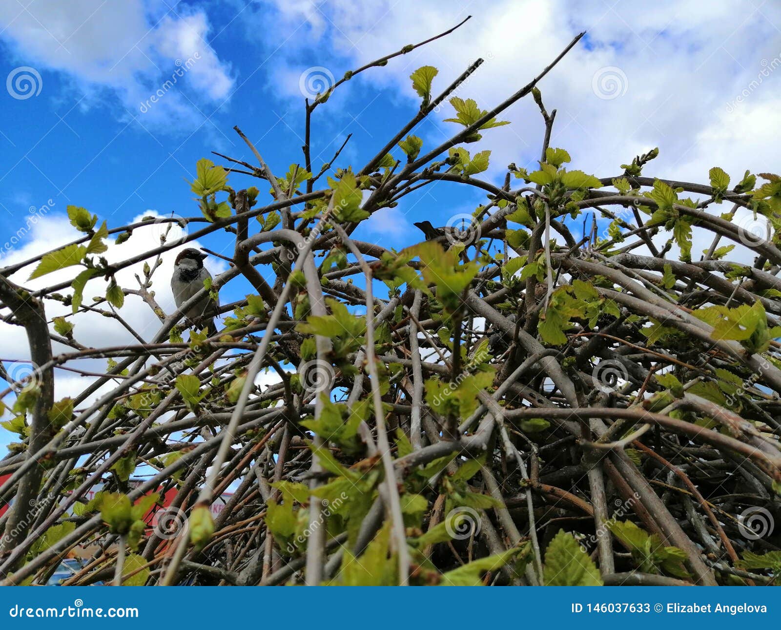 Nature tree bird sky Sofia stock image. Image of sofia - 146037633